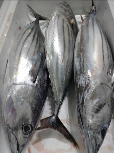 カツオ2入4/4.5k約4kg(釣) | UUUO(ウーオ)