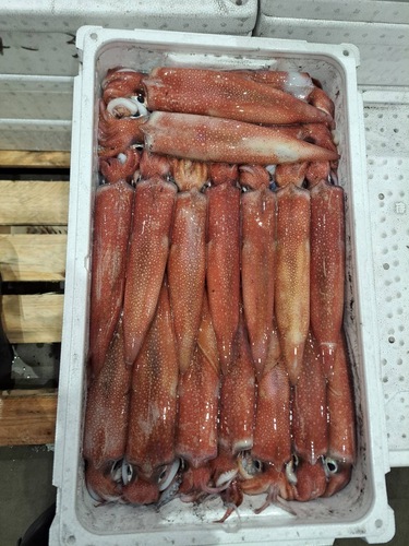 ケンサキイカ2段半18入約4kg(釣) | UUUO(ウーオ)