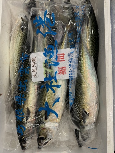 マサバ7入約6.4kg(釣) | UUUO(ウーオ)