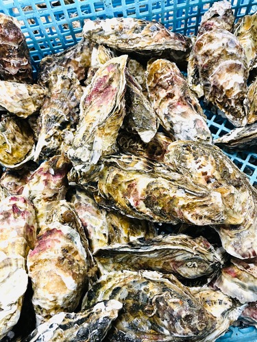 活カキLサイズ/150-180g50入約8kg(養殖) | UUUO(ウーオ)