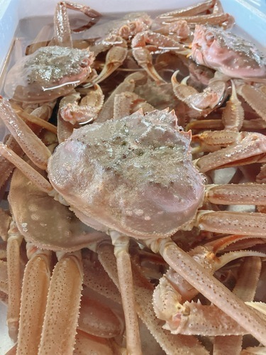 オオズワイガニ12入約5kg(沿岸) | UUUO(ウーオ)