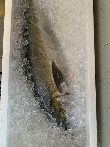 活〆ヒラマサ1入約9.7kg(定置) | UUUO(ウーオ)