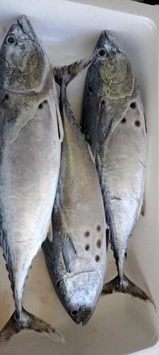 スマ中3入約4.7kg(定置) | UUUO(ウーオ)