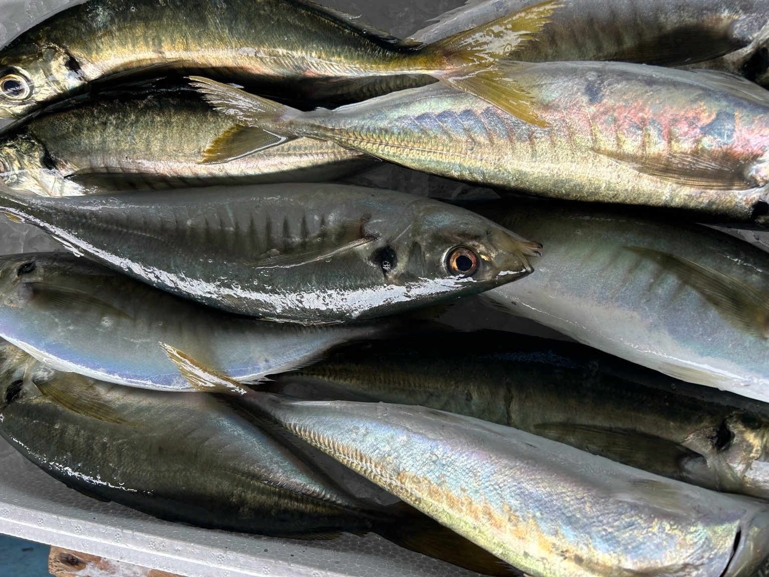 丸アジ(定置) | UUUO(ウーオ)