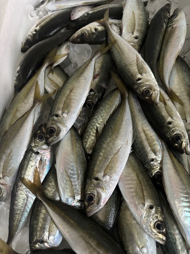 マアジ40〜60g 2kg×3合約6kg(定置) | UUUO(ウーオ)