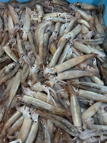 スルメイカバラ約5kg(定置) | UUUO(ウーオ)