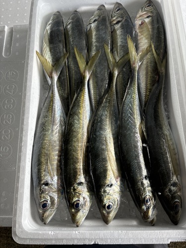 マアジ10入約5.2kg(定置) | UUUO(ウーオ)