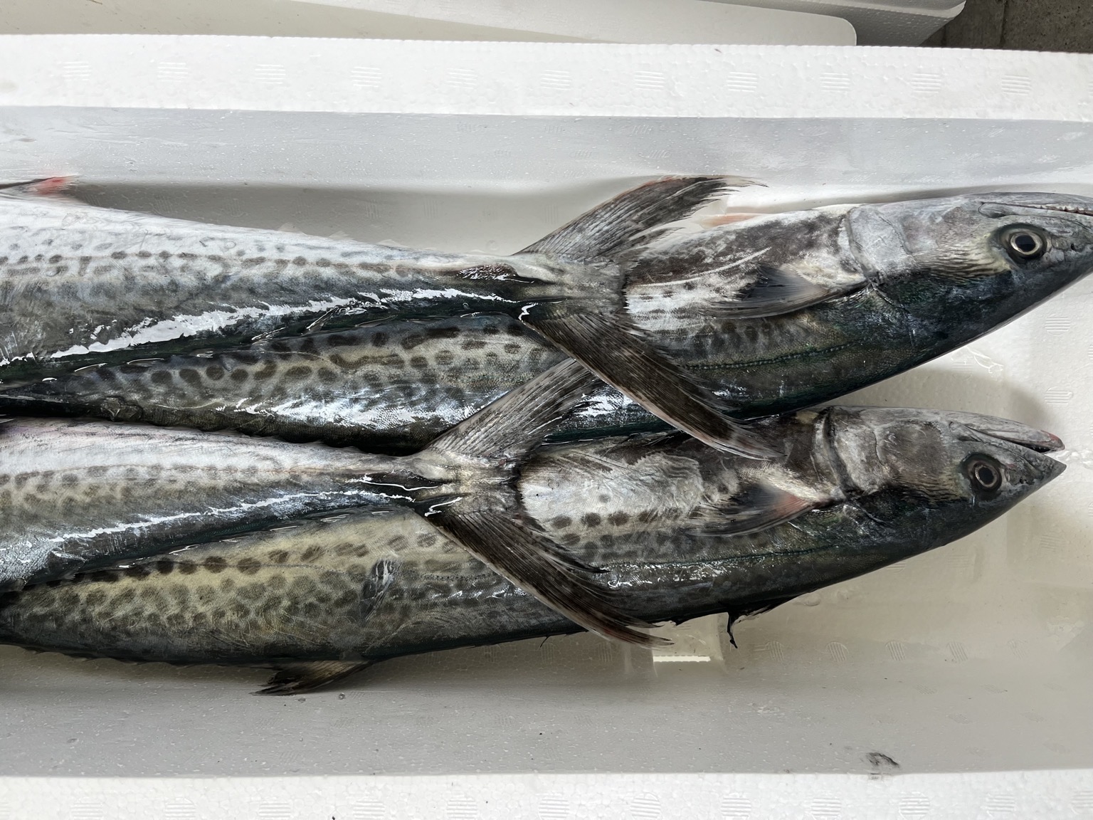 サワラ4入約5.2kg(定置) | UUUO(ウーオ)