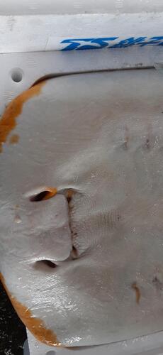 白身 | UUUO(ウーオ)