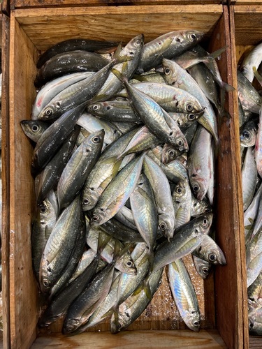 マアジ60g〜80g約7kg(定置) | UUUO(ウーオ)