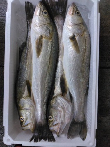 神経〆スズキ4入約5.6kg(釣) | UUUO(ウーオ)