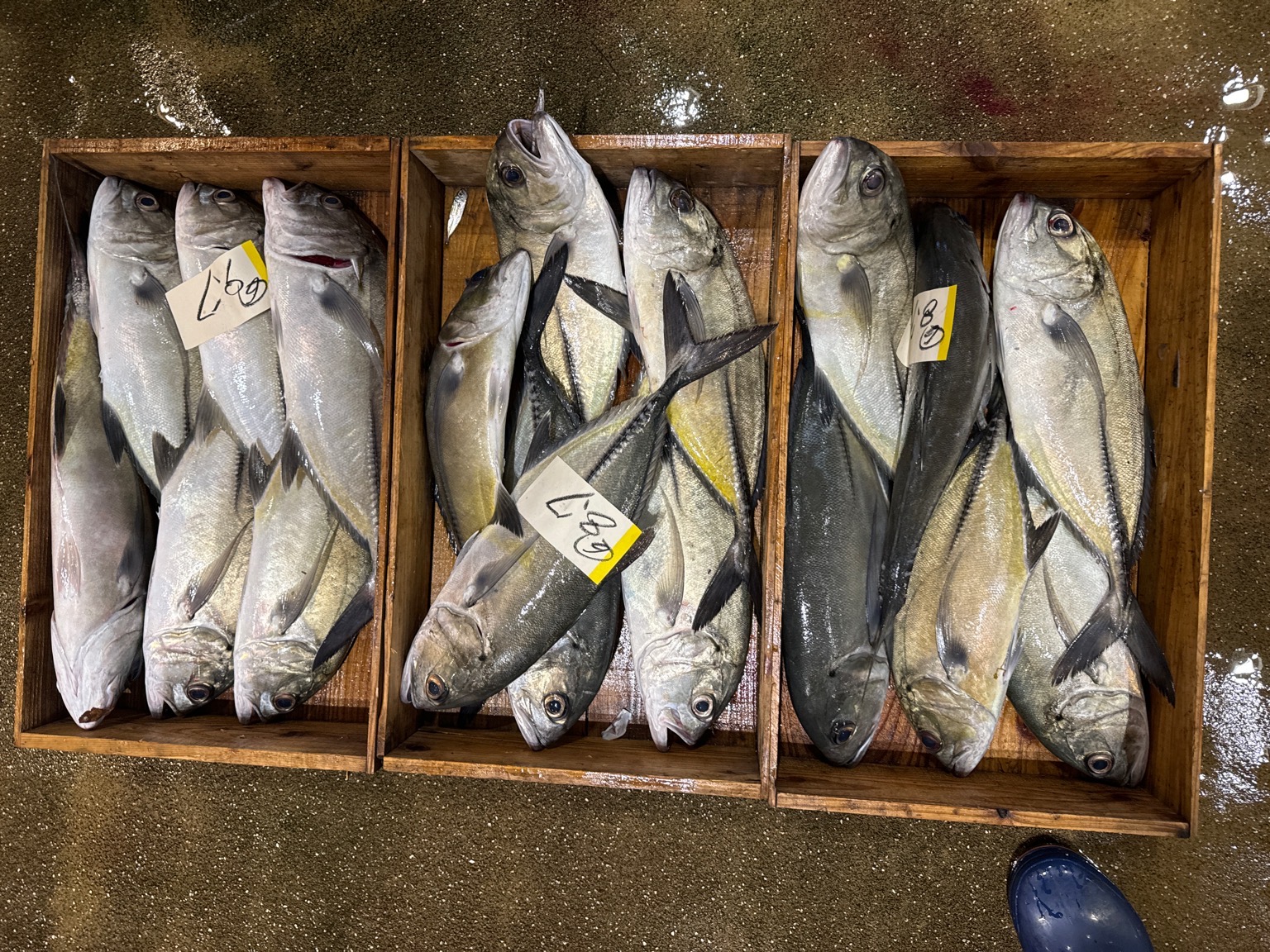 ギンガメアジ12入約9kg(定置) | UUUO(ウーオ)