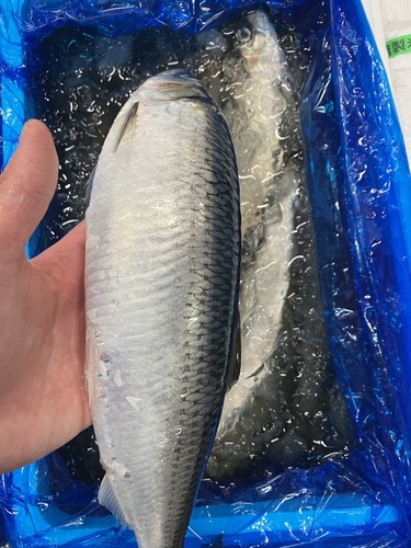 ニシン15入約5kg(定置) | UUUO(ウーオ)