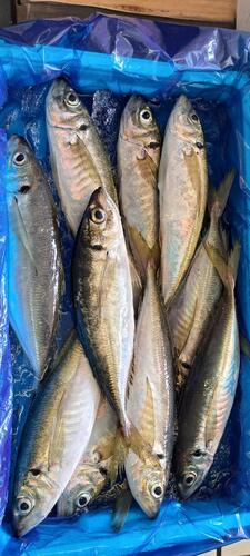 マアジ約4kg(定置) | UUUO(ウーオ)