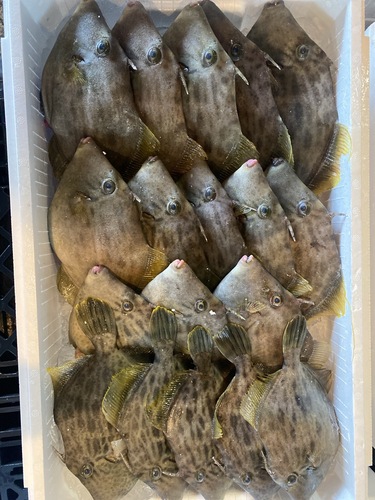 本カワハギ18入約5.3kg(定置) | UUUO(ウーオ)