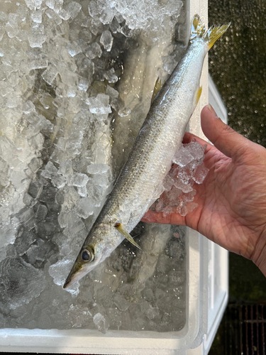 アカカマス14から17入り15入約4.5kg(定置) | UUUO(ウーオ)