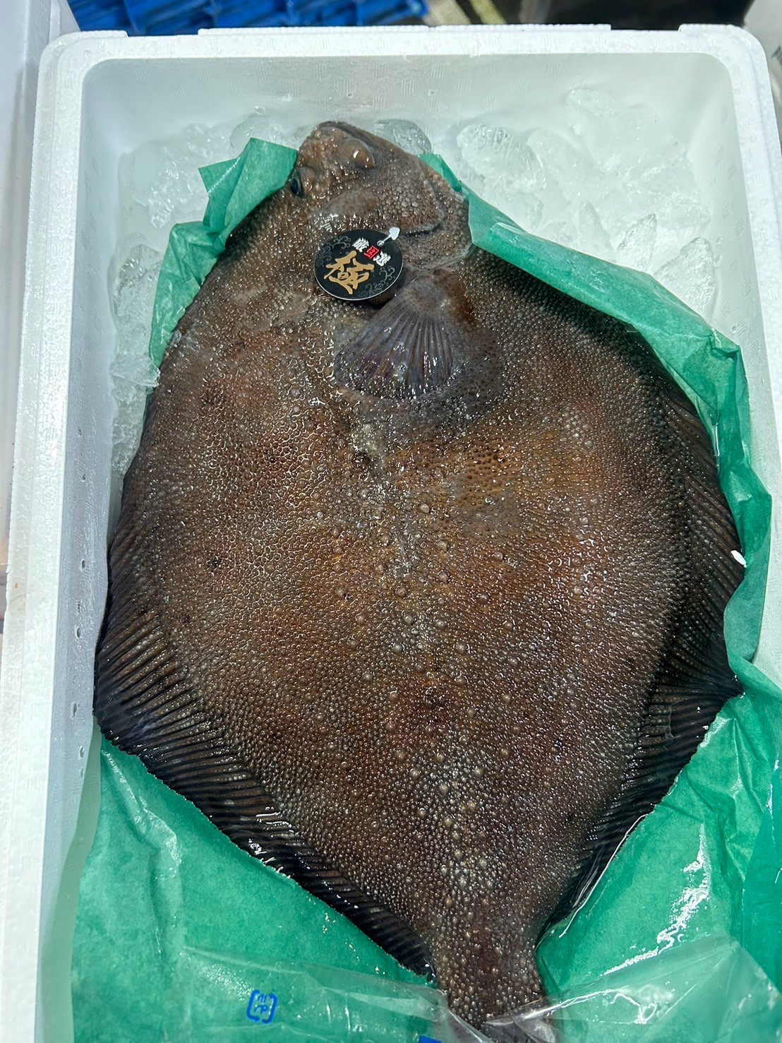 サメガレイ3k前後1入約3kg | UUUO(ウーオ)