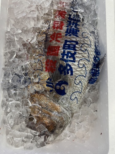 活〆マダイ1入約7.5kg(定置) | UUUO(ウーオ)