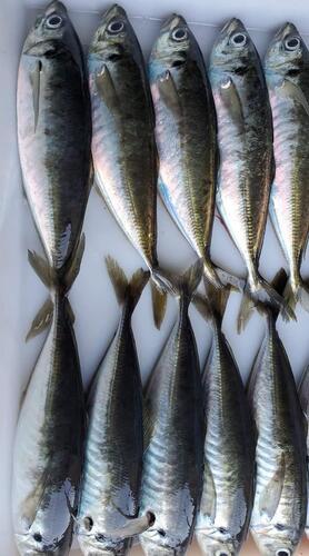 活〆マアジ（養殖）250~400g10入約3.2kg | UUUO(ウーオ)