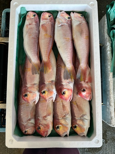 アカアマダイ12入約4.9kg(底曳) | UUUO(ウーオ)