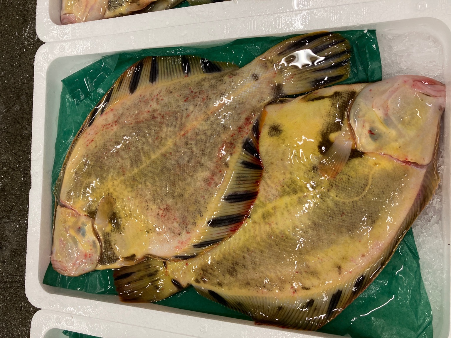 活〆マツカワカレイ0,7-0,8kg / 5入約4kg | UUUO(ウーオ)