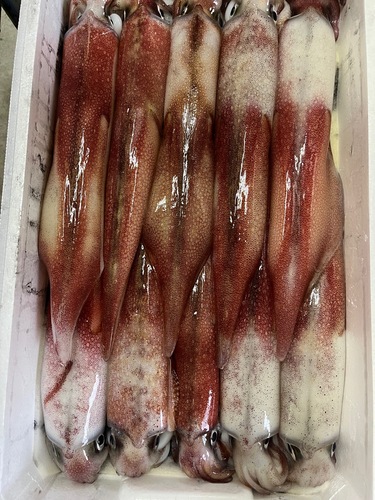 ケンサキイカ特大10入約4.8kg(沿岸) | UUUO(ウーオ)