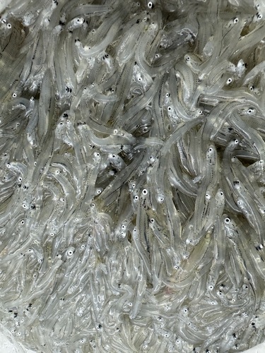 シラス1k×6袋約6kg(底曳) | UUUO(ウーオ)