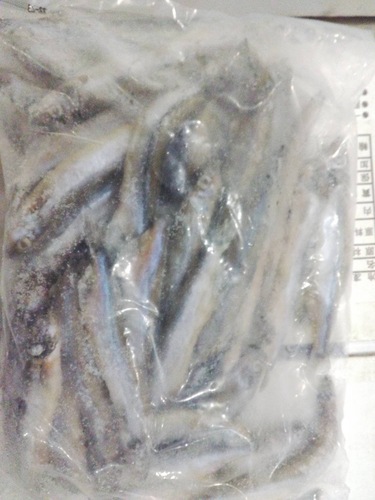 カラフトシシャモ約10kg | UUUO(ウーオ)