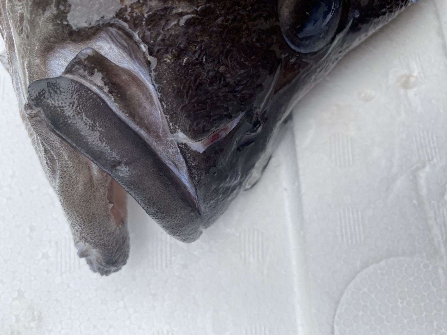 神経〆鮮魚BOX3入約7.4kg(銛突) | UUUO(ウーオ)