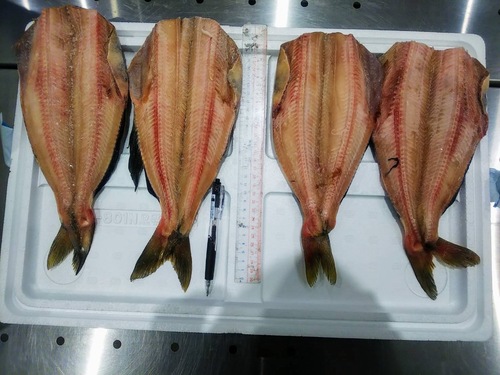 ホッケ(干物)約7kg | UUUO(ウーオ)