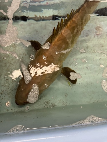 活クエ1入約7.6kg(釣) | UUUO(ウーオ)