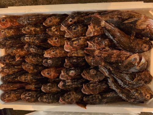 カサゴ48入約6.3kg(釣) | UUUO(ウーオ)