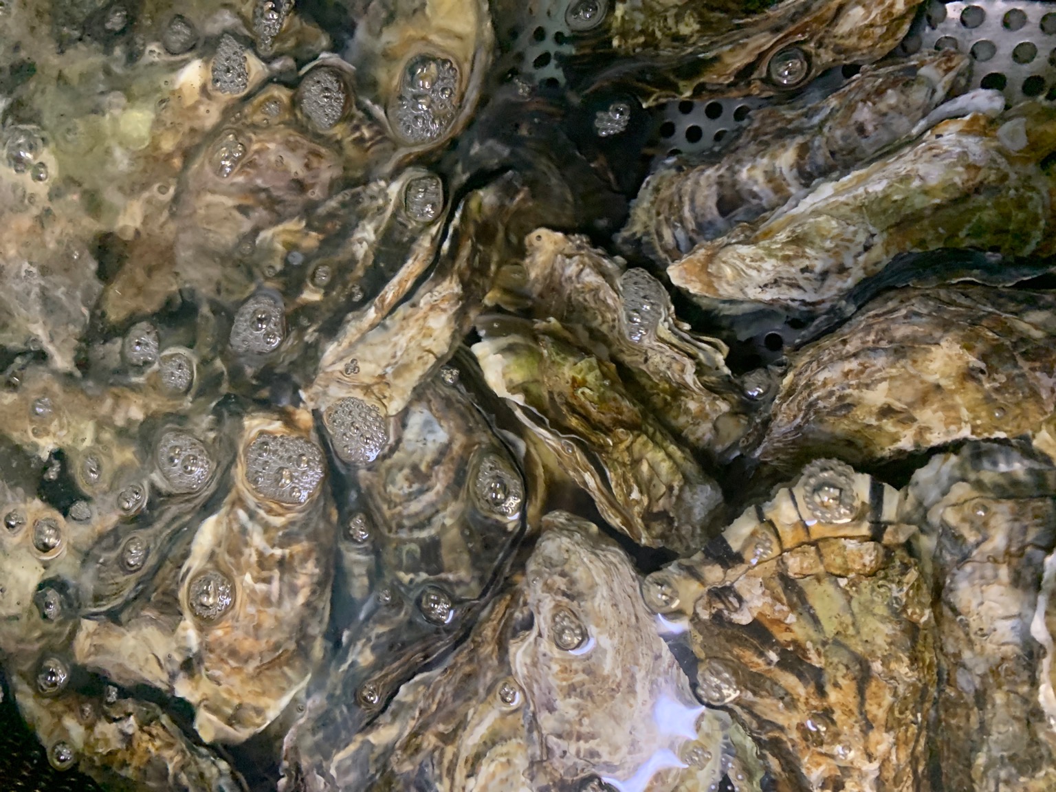 牡蠣（加熱用）江波の殻付きカキ50入約7kg(養殖) | UUUO(ウーオ)