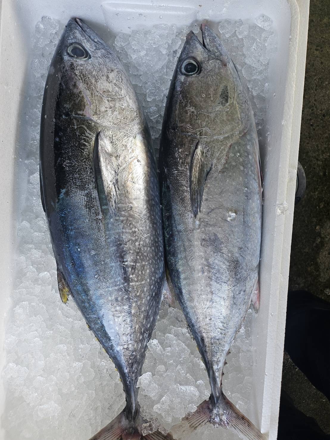 ヨコワ2入約6.7kg(定置) | UUUO(ウーオ)