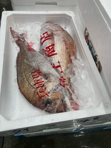 マダイ2入約2.5kg | UUUO(ウーオ)