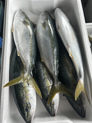 ハマチ5/6k台4入約5.9kg(定置) | UUUO(ウーオ)