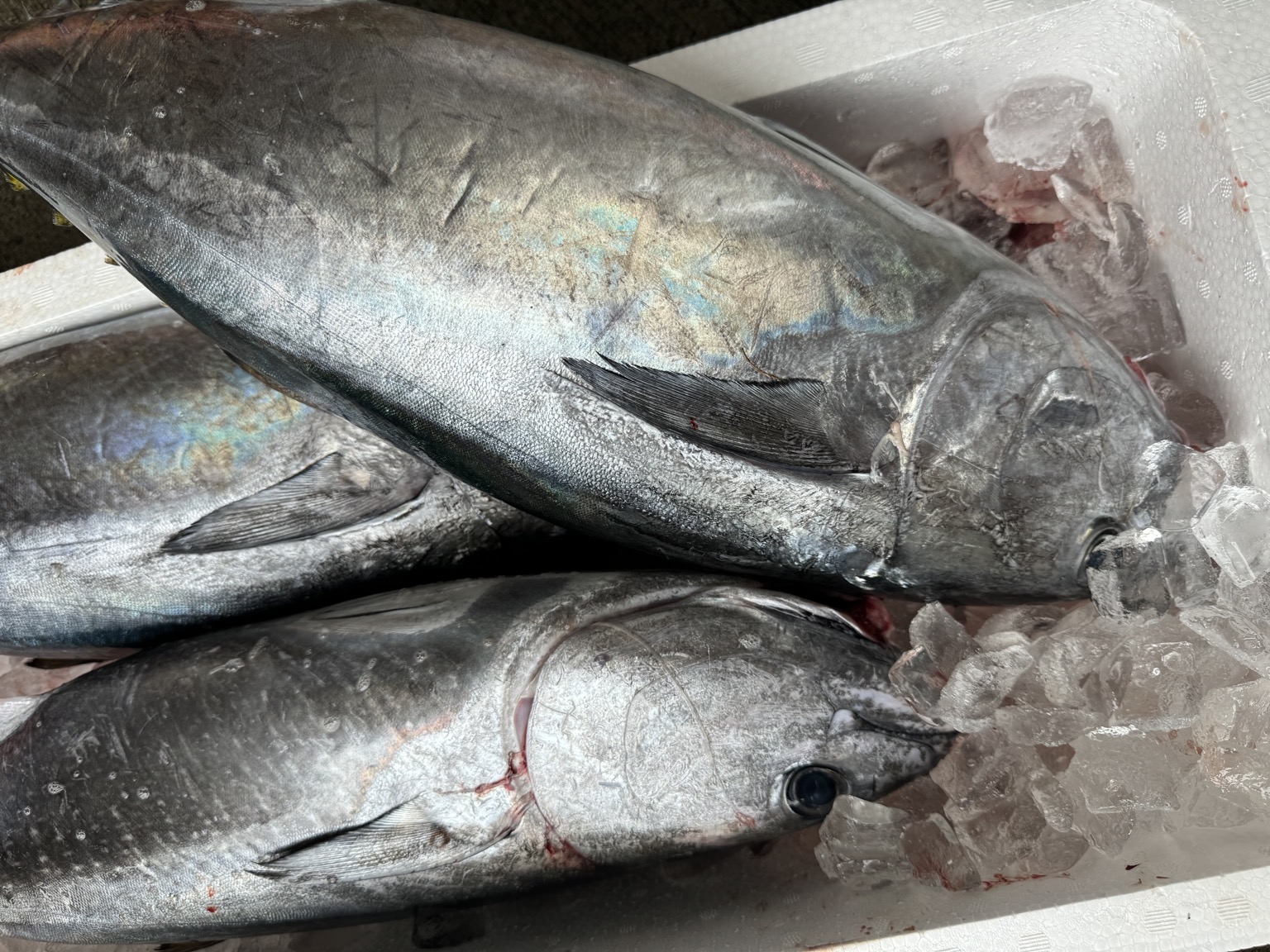 活〆ヨコワ3入約6.3kg(定置) | UUUO(ウーオ)