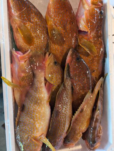 活〆キジハタ9入約5.4kg(釣) | UUUO(ウーオ)