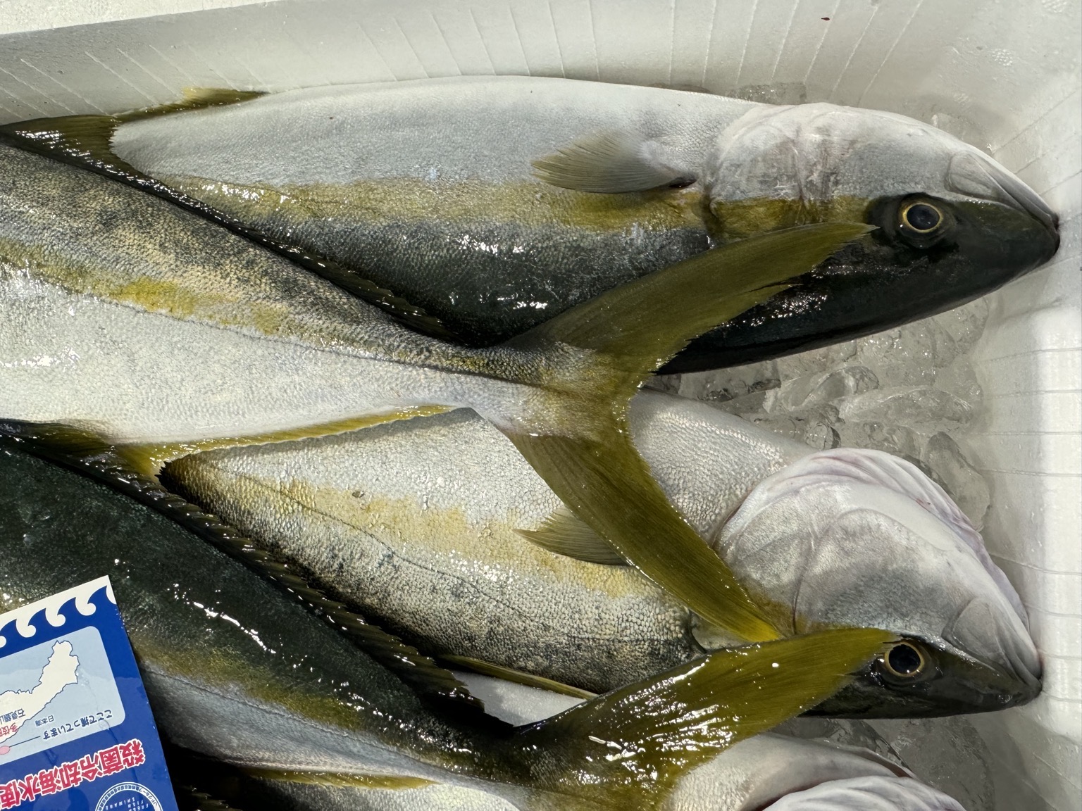 活〆ヒラマサ6／7㌔台6入約6kg(定置) | UUUO(ウーオ)