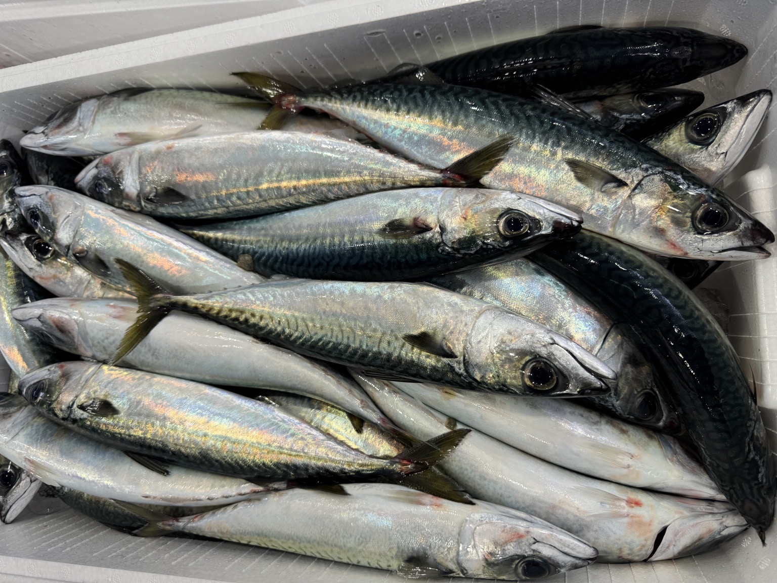 マサバ約7kg(定置) | UUUO(ウーオ)