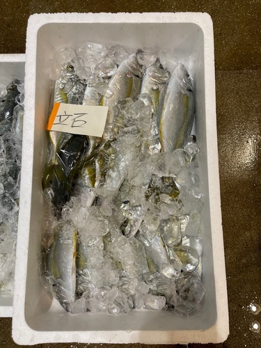 シマアジ500g〜400g約9kg(定置) | UUUO(ウーオ)