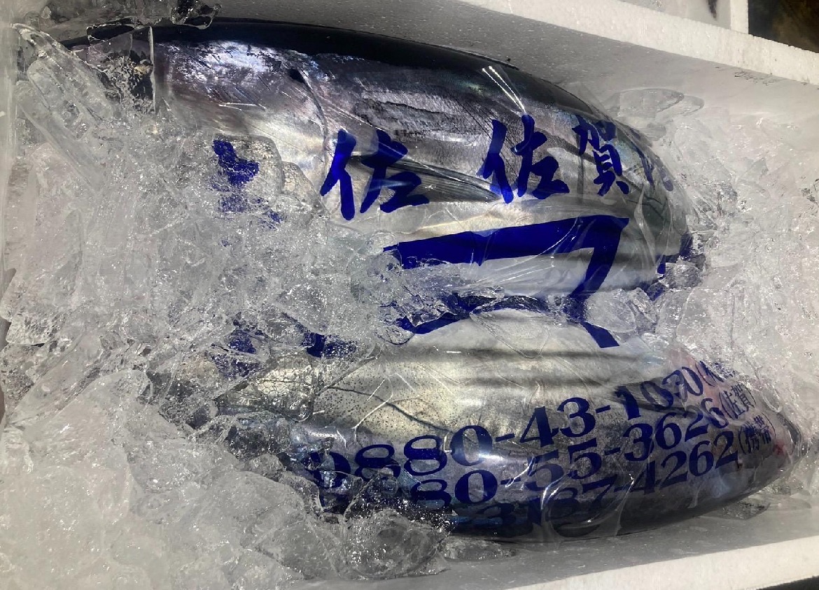 カツオ3入約6kg(釣) | UUUO(ウーオ)