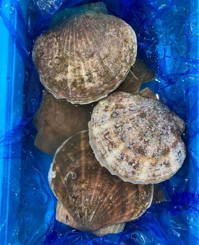 殻付きホタテ養殖25/30入約4kg | UUUO(ウーオ)