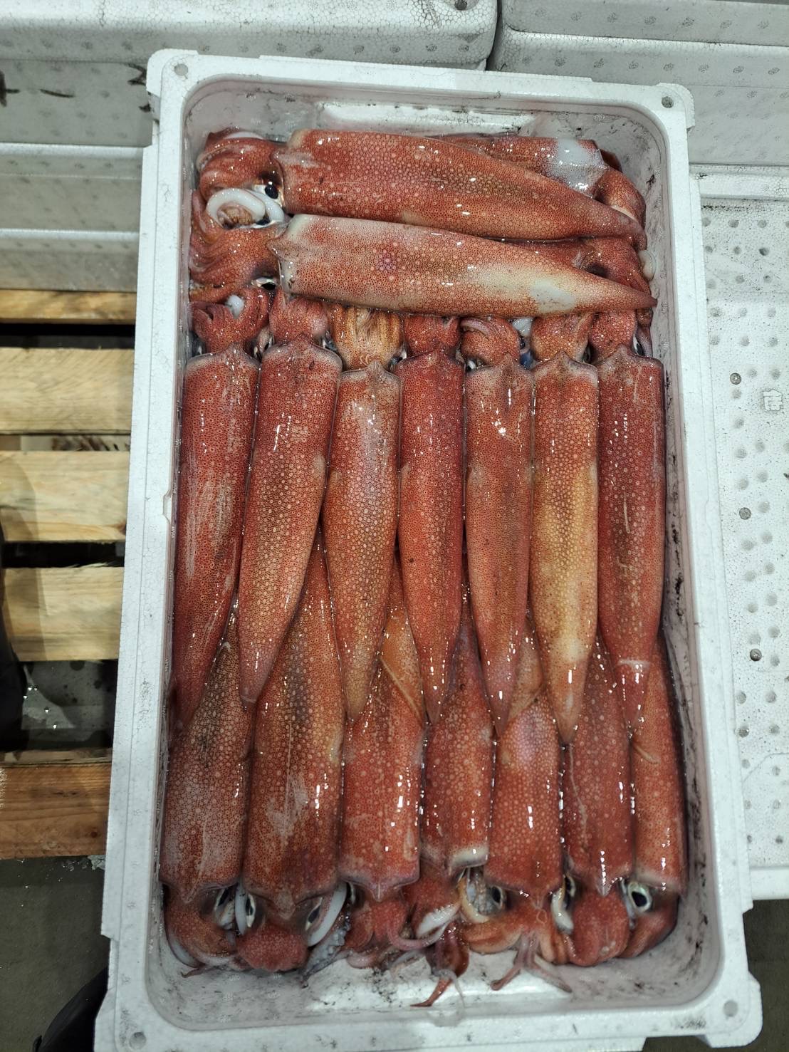 ケンサキイカ12-15入位約4.5kg(釣) | UUUO(ウーオ)