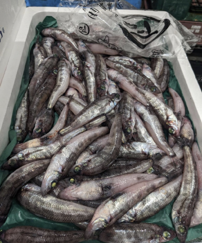 メヒカリ1尾30g位約3kg(沿岸) | UUUO(ウーオ)