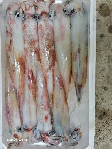 ケンサキイカ2段半端9入約4kg(釣) | UUUO(ウーオ)