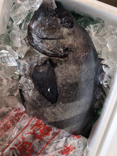 活〆イシダイ2入約3.8kg(釣) | UUUO(ウーオ)