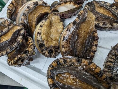 活黒アワビ15入約2.2kg(沿岸) | UUUO(ウーオ)