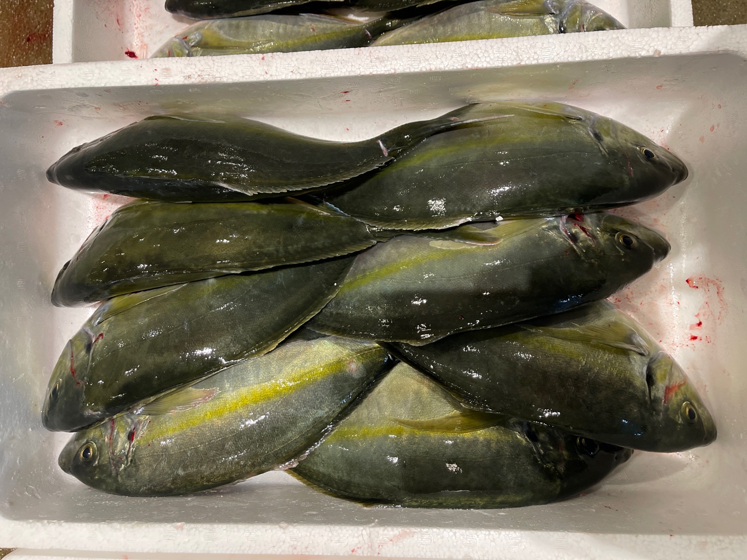 シマアジ700〜1kg約7.5kg(養殖) | UUUO(ウーオ)