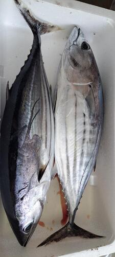 カツオ中2入約5.5kg(釣) | UUUO(ウーオ)